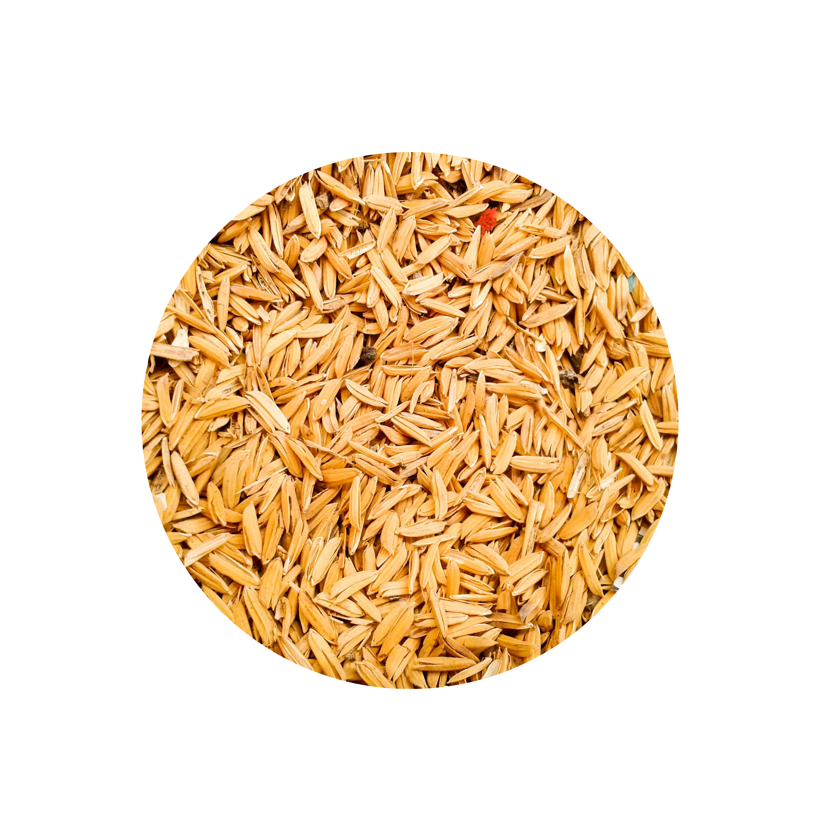 Paddy Seed – FutureFarming