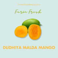Buy Fresh Malda Mango | Dudhiya Malda Mango | A+ Grade – FutureFarming